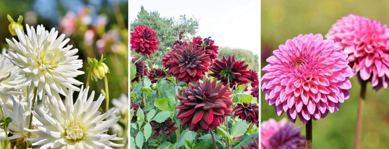 NZ Flower Collective | Kiwi growers of flowers and foliage