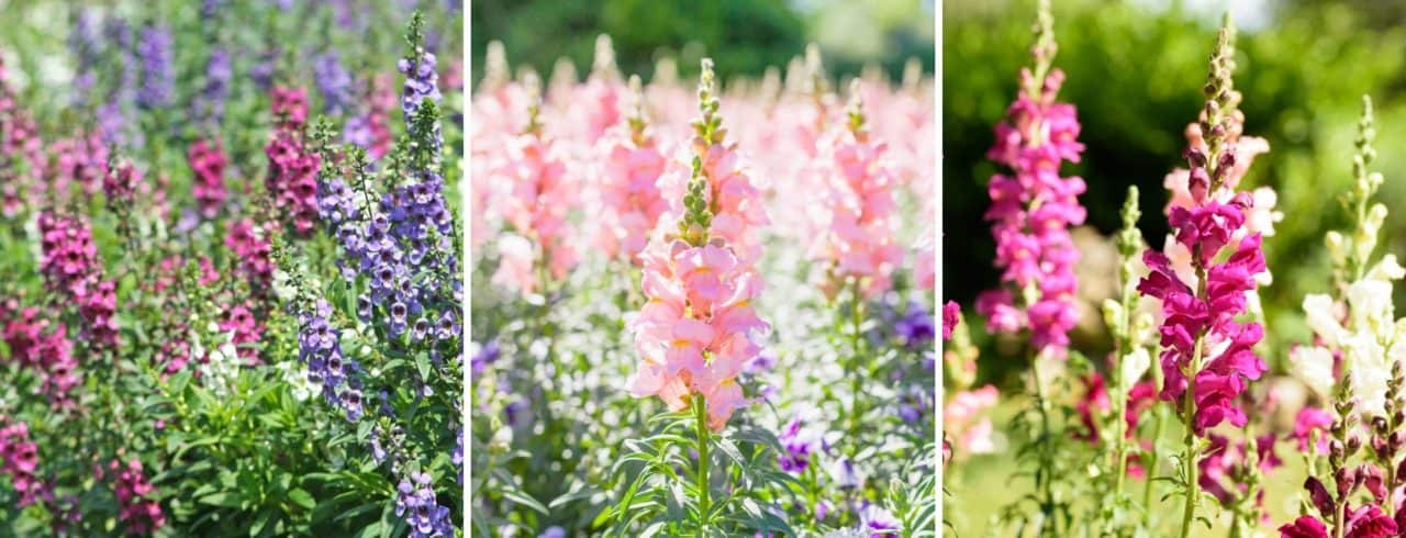 NZ Flower Collective | Kiwi growers of flowers and foliage